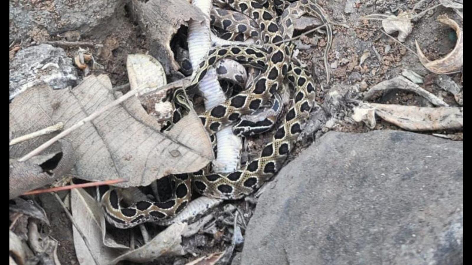22 Russell’s viper snakelets rescued from a house in Pune’s Talegaon ...