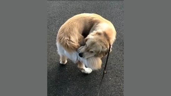 Dog chases its tail and then falls over. Watch hilarious video | Trending