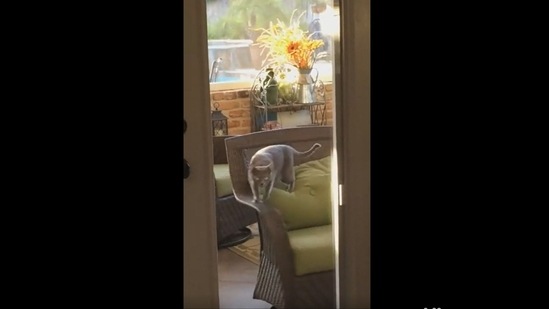 Cat works out on a rotating chair, watch this adorably loving video ...