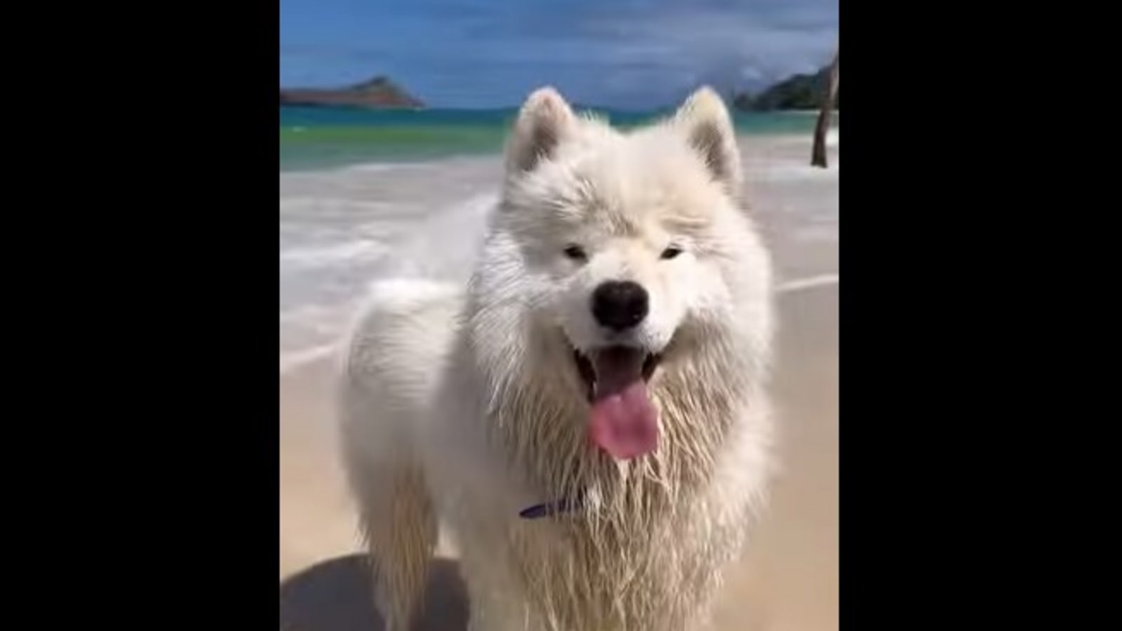 Doggo gets sad when bathing at home, can’t stop smiling when bathing ...