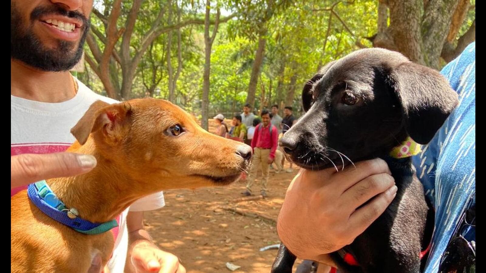 Not without my dog: Pet ban at Cubbon Park draws flak | Bengaluru