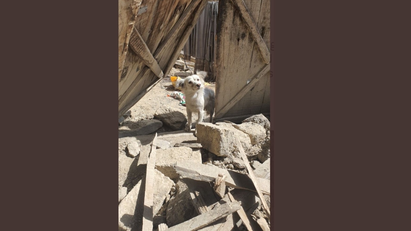 Dog keeps coming back to destroyed house of departed humans in ...