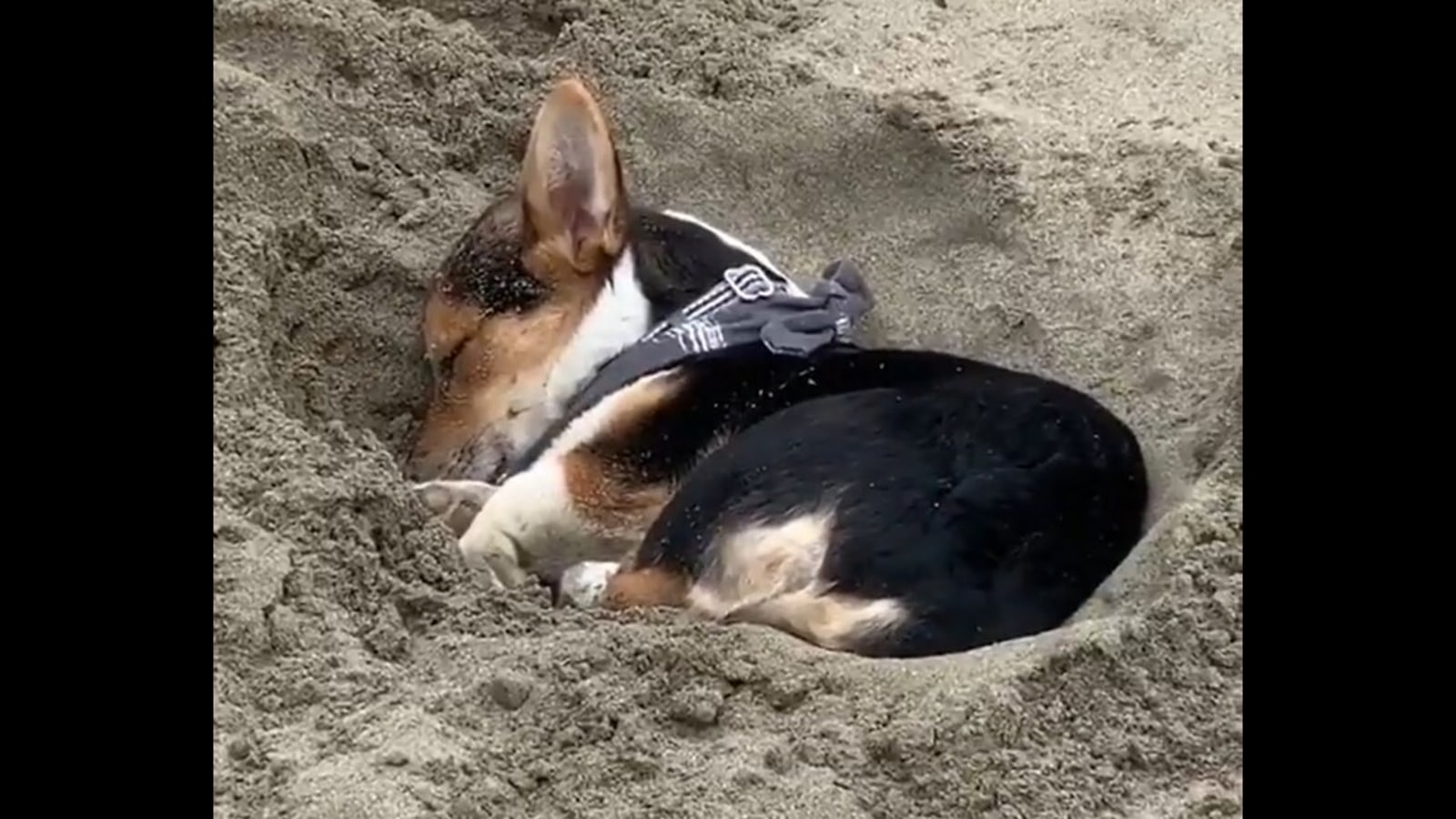Dog shows the way you should spend your weekend. Watch viral video ...