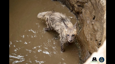 Rise in hyena sightings in Pune district; two rescued from wells, one ...