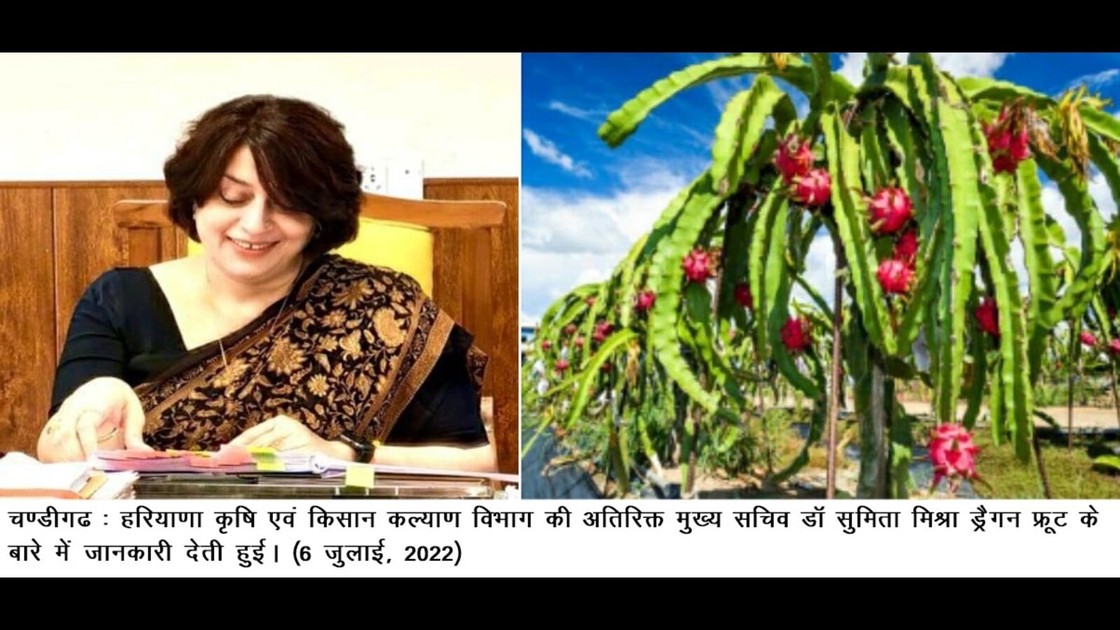 Haryana To Give 1 20 Lakh Per Acre Grant For Dragon Fruit Cultivation haryana-to-give-1-20-lakh-per-acre-grant-for-dragon-fruit-cultivation