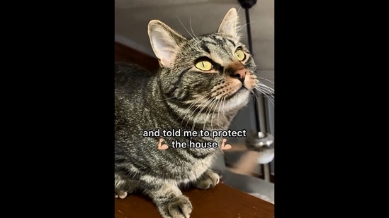 Expectation vs reality: Human shares how cat ‘guards’ house when they ...