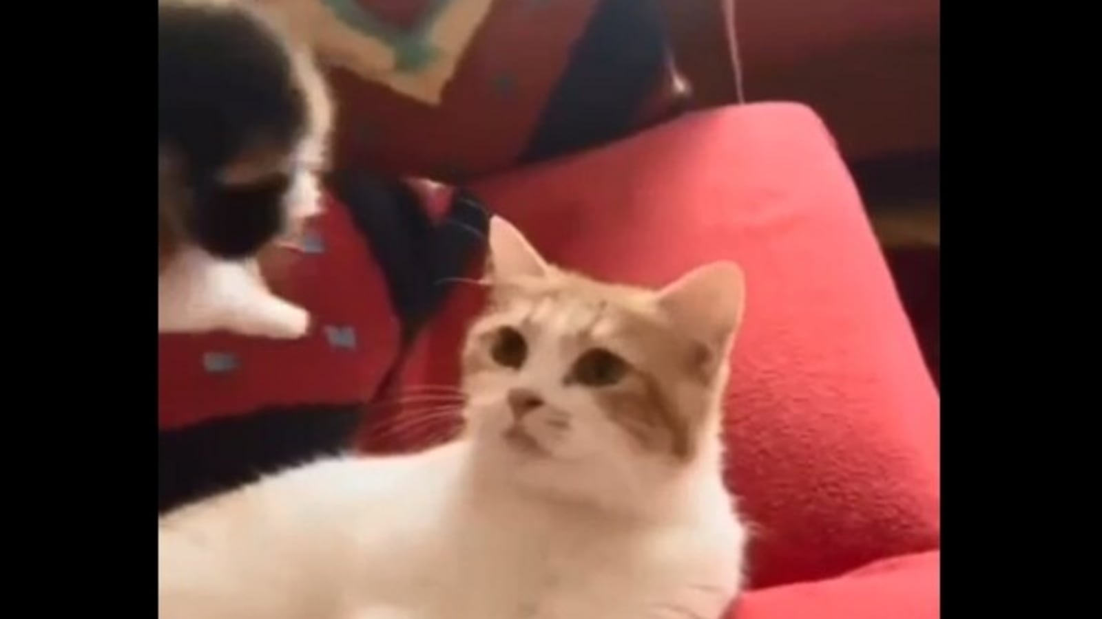 Human hands over kitten to mama cat, she tightly hugs it. Watch ...