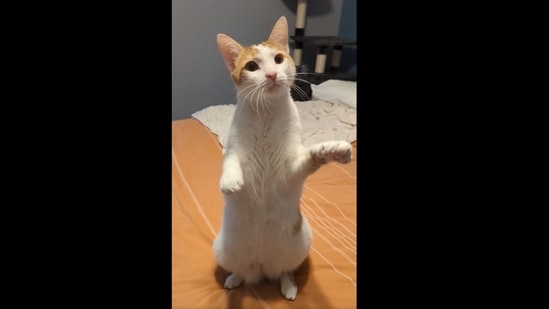 People can’t get over the polite way this cat asks for pets. Watch cute ...