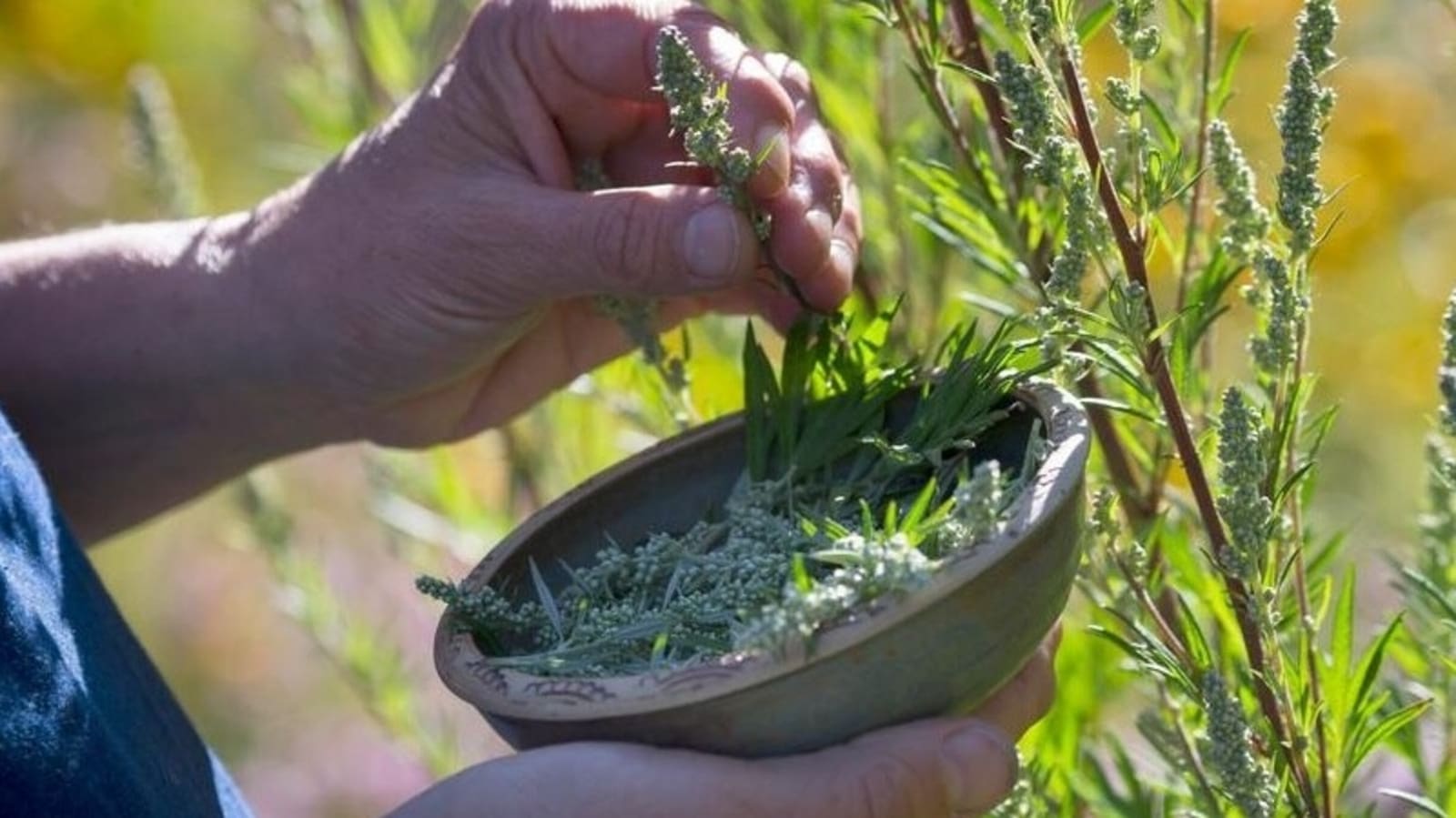 Fact-check: How safe are herbal abortifacients? | Health
