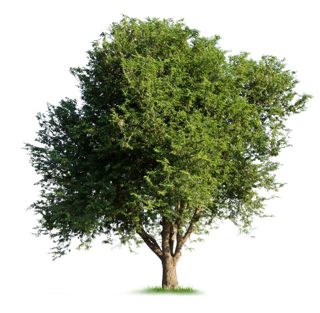 Which trees are our trees?: Shades of green in India | Hindustan Times