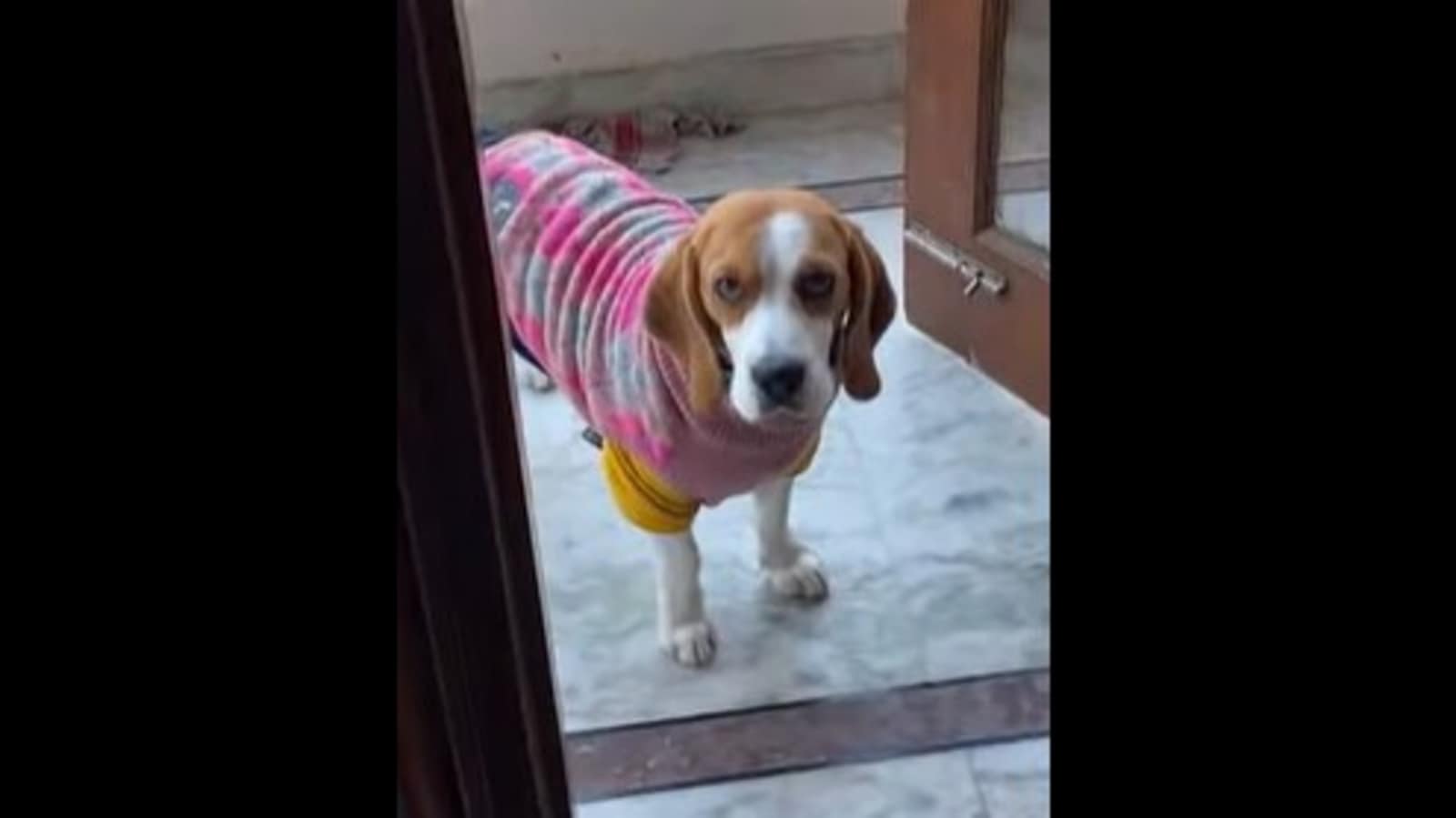 Beagle dog makes cute face after plucking a flower from grandma's ...