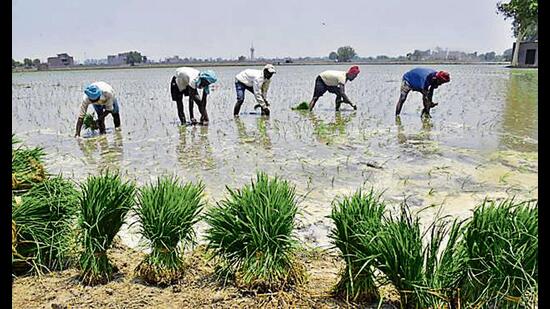 Paddy sowing: Punjab agri dept misses target to double area under DSR ...