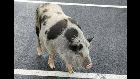 Pig takes shelter at a high school, stays despite capture attempts. See ...