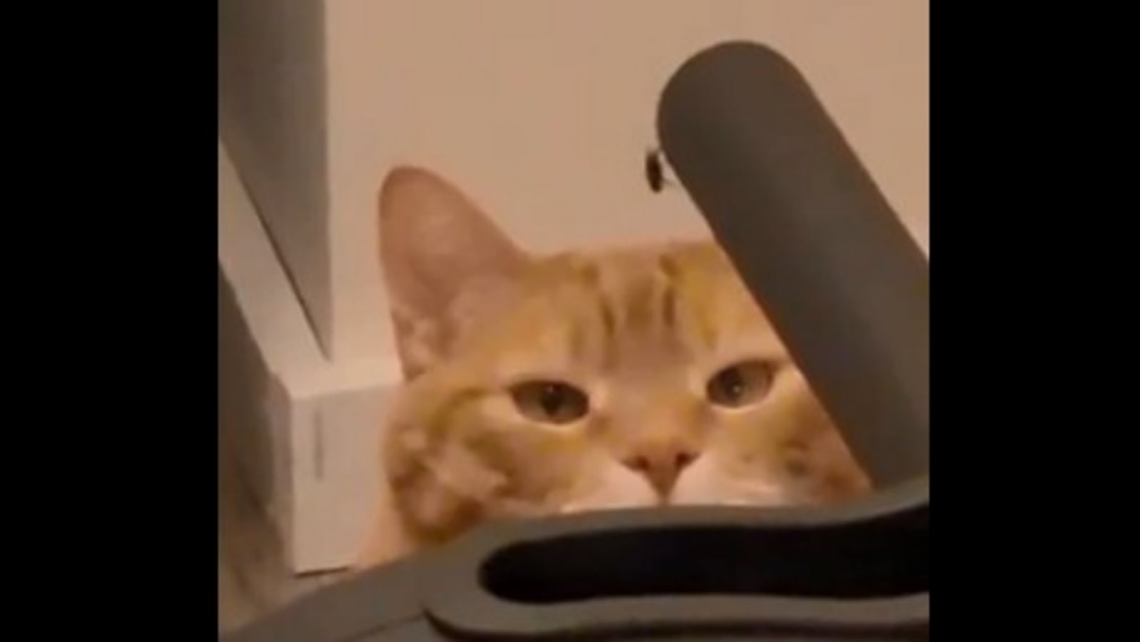 Cat fails to catch insect after intently staring at it for long. Video ...