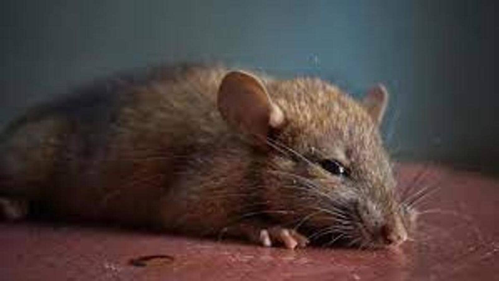 Spice of Life | Rats! Encounter with a sneaky intruder | Hindustan Times