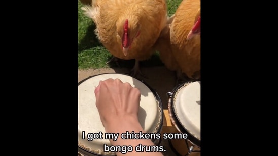 Human comes up with interesting hack to make chickens play drums. Watch ...