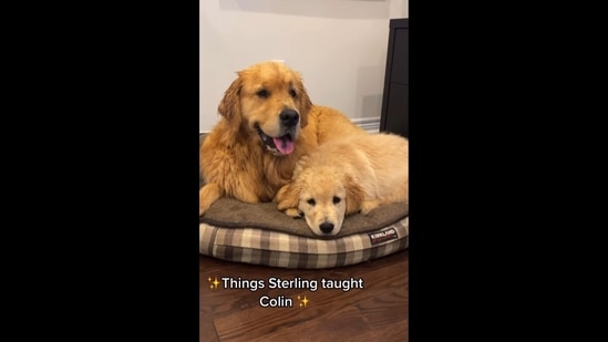 Golden Retriever taught thirteen things to his younger pooch sibling ...