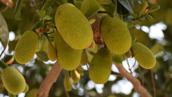 5 reasons you need to add raw jackfruit to your diet | Hindustan Times