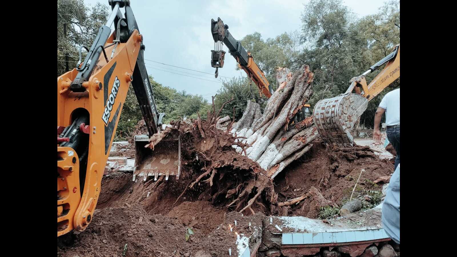 Carmel Convent tree collapse: Child rights commission asks schools to ...