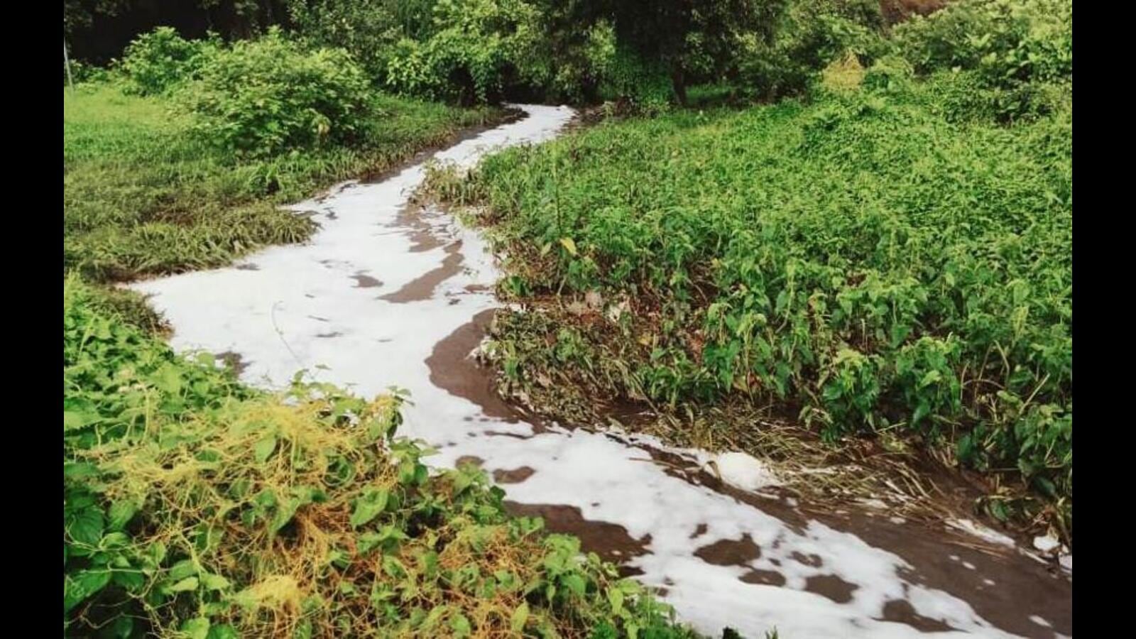 Dirty water from dumping ground in Ambernath affecting paddy fields ...