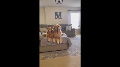 Dogs perform remix challenge on Alice DJ's ‘Better off Alone’. Watch ...