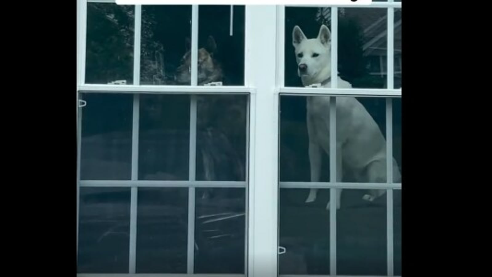 There are two dogs in this video. Can you spot them both at first ...