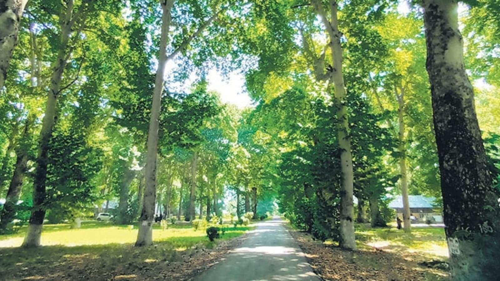 Census finds much older, larger Chinar trees in Kashmir than records ...