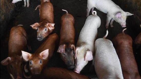 African swine fever: Culling of infected pigs begins in Kerala’s ...