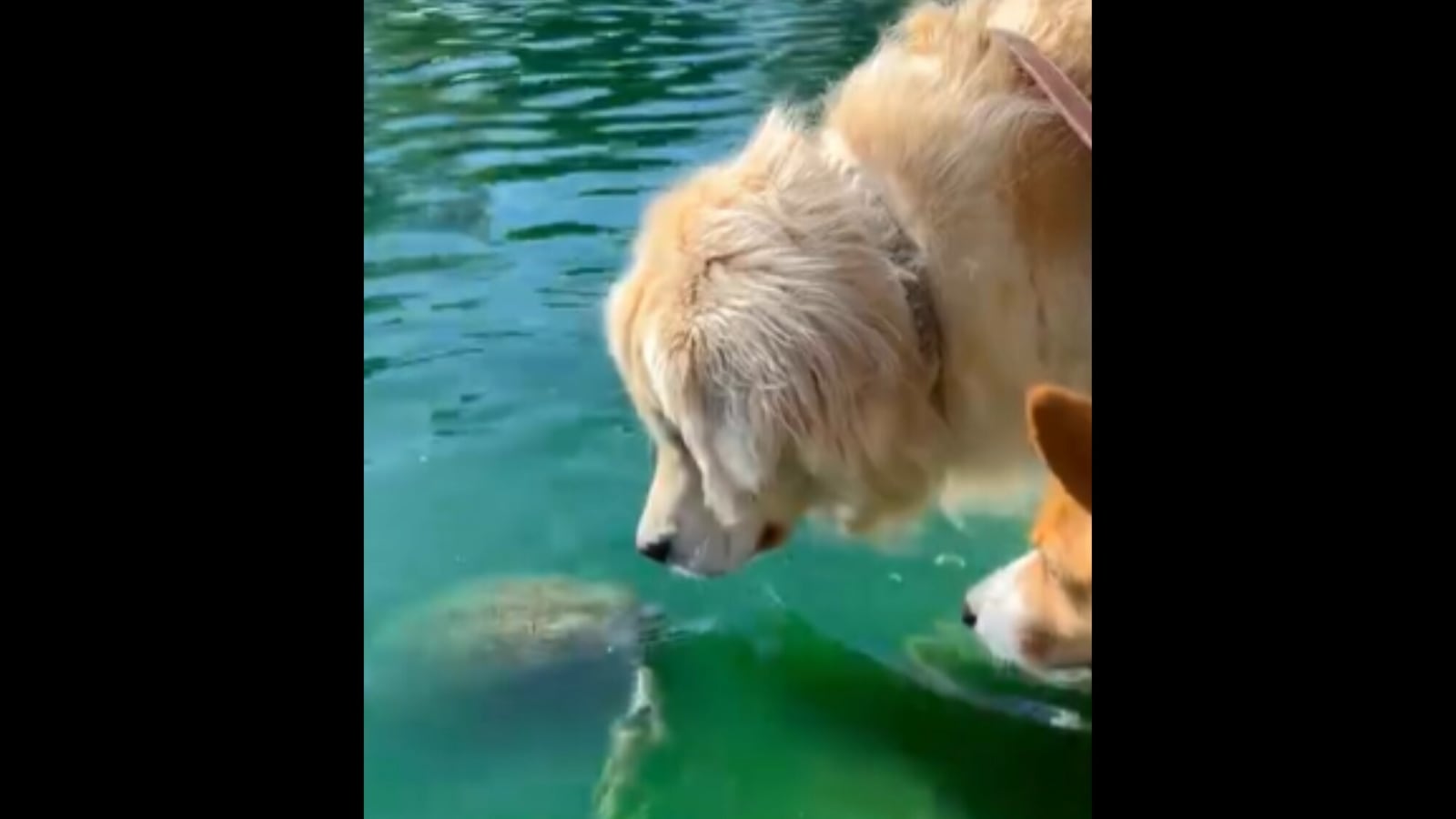 Rate this Golden Retriever dog's friendships with cats, chicks, fish ...