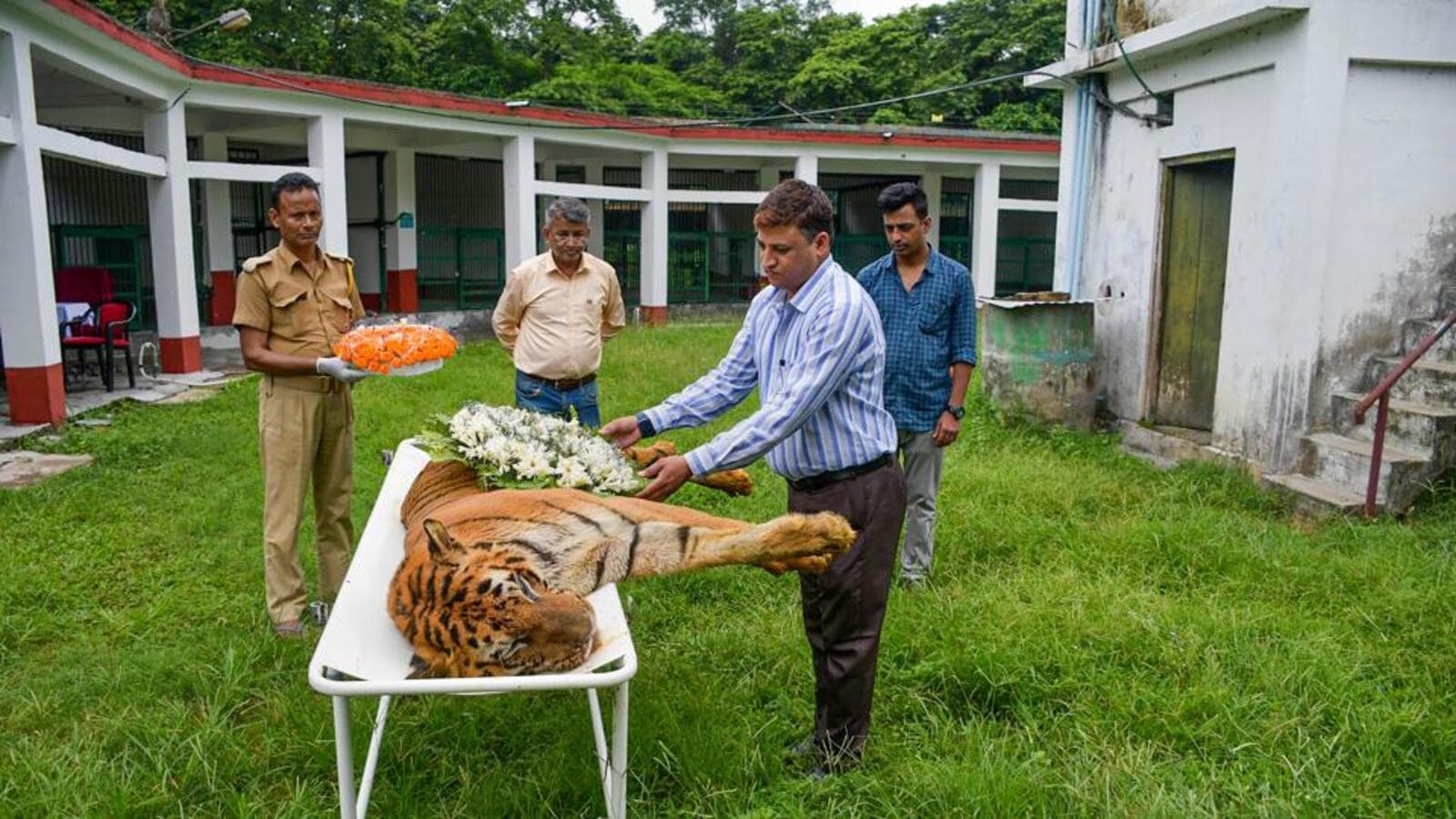 1059 Tiger Deaths In 10 Years Most In Madhya Pradesh Ntca Hindustan Times