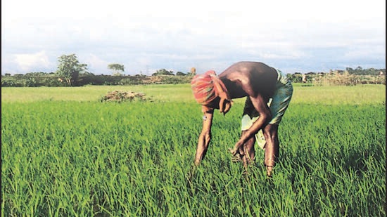 Dry July dashes paddy crop hopes in Bihar | Hindustan Times