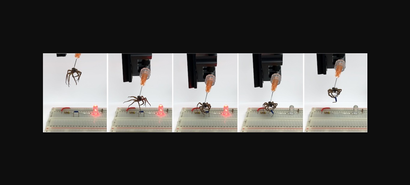 Researchers turn dead spiders into robotic grippers. Video freaks ...