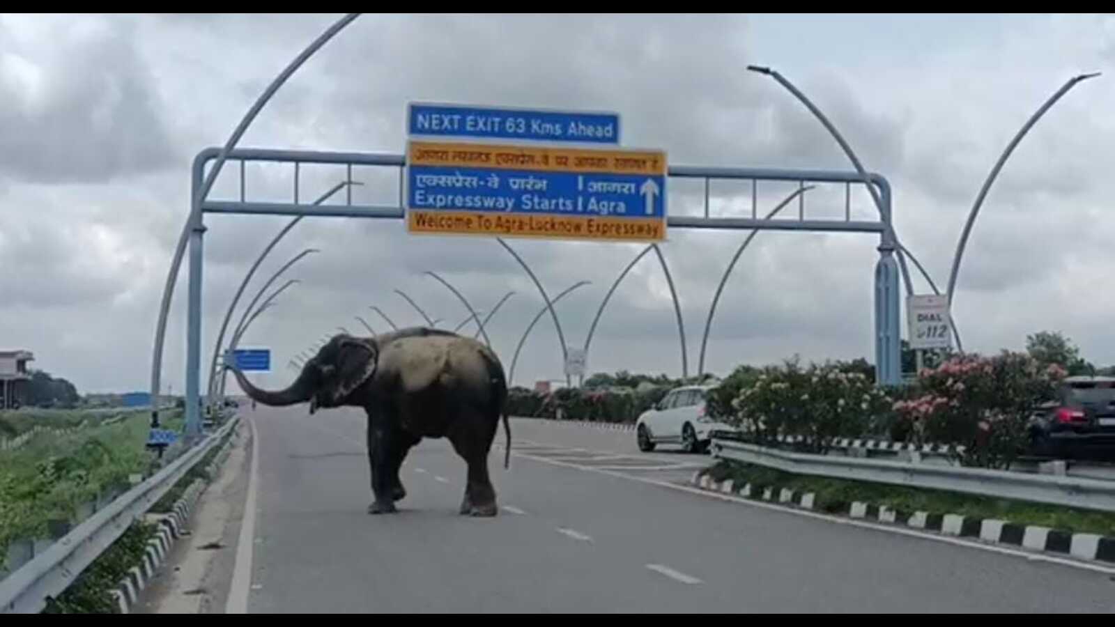 Elephant on expressway causes stir, traffic chaos | Hindustan Times