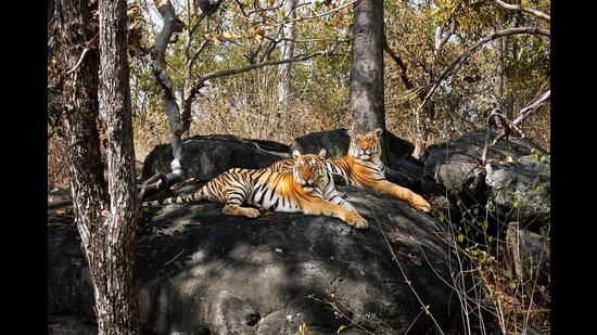 International Tiger Day: Capturing the call of the royals in wild ...