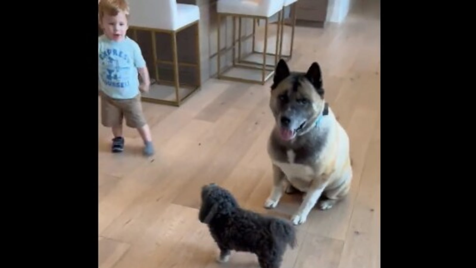 Elon Musk shares his son X Æ A-XII loves dogs, posts adorable video ...