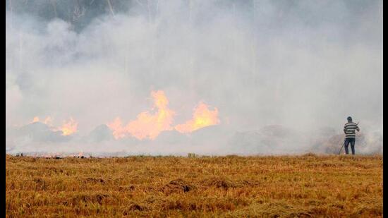 Stubble burning: Punjab, Haryana asked to ensure supply of paddy straw ...
