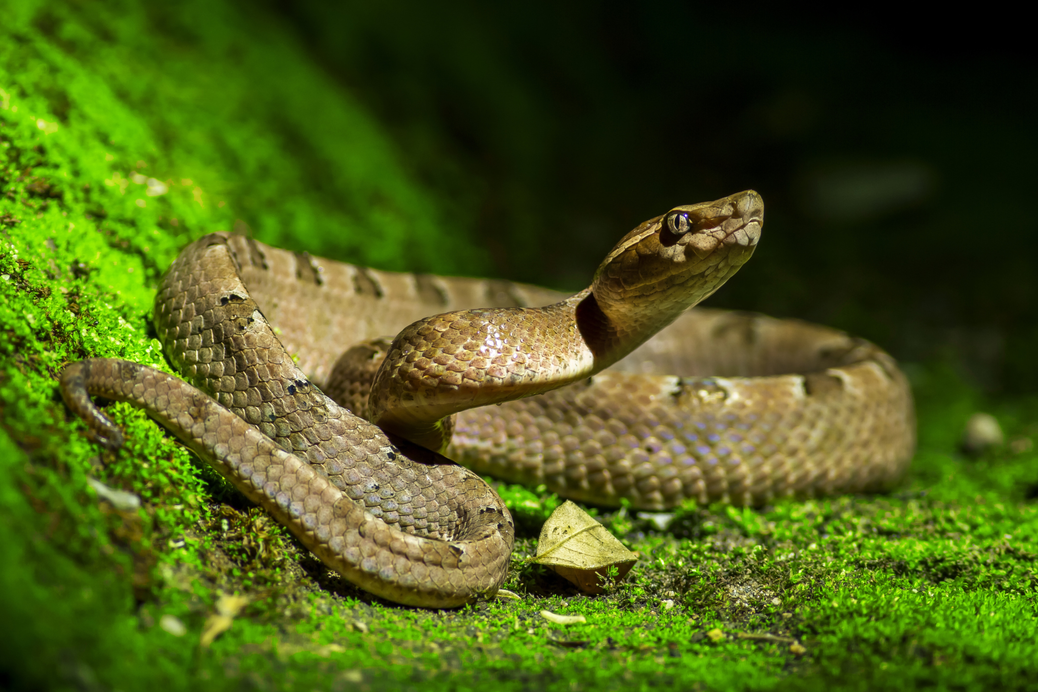 Scientifically Speaking | How snakes lost their legs (and how to get ...