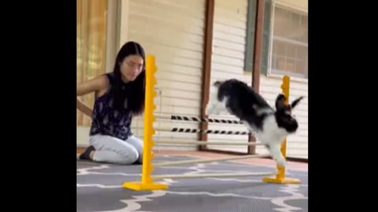 Pet bunny rabbit perfects jumping over things and this cute video is ...