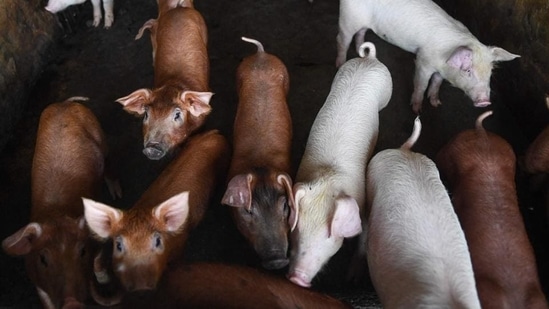 Scientists revive pig’s organs hours after death. Can tech be applied ...