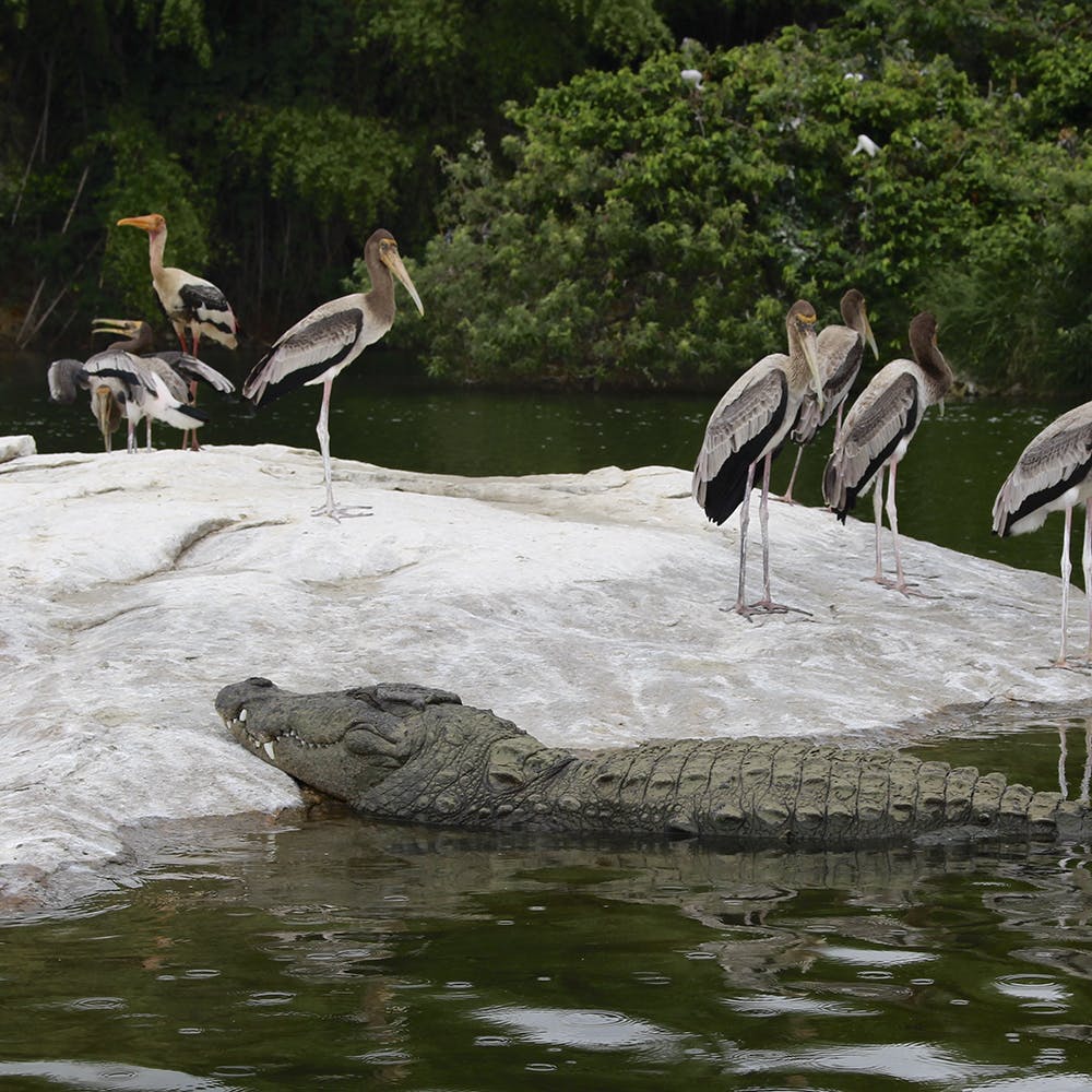 Karnataka's Ranganatittu bird sanctuary among new Ramsar sites, first ...