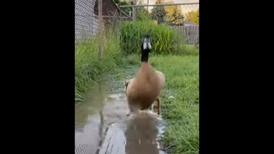 Duck's pitter-patter with tiny feet in the backyard is oddly satisfying ...