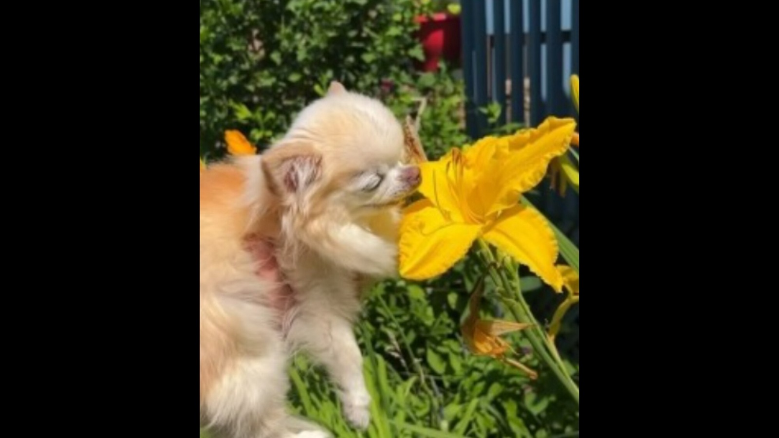 Puppies Smelling Roses My Dog Is Obsessed With Smelling These Flowers.