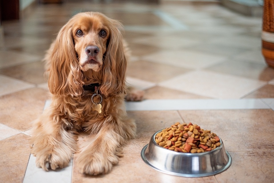 Is your dog suffering from acid reflux? Tips to treat the condition ...