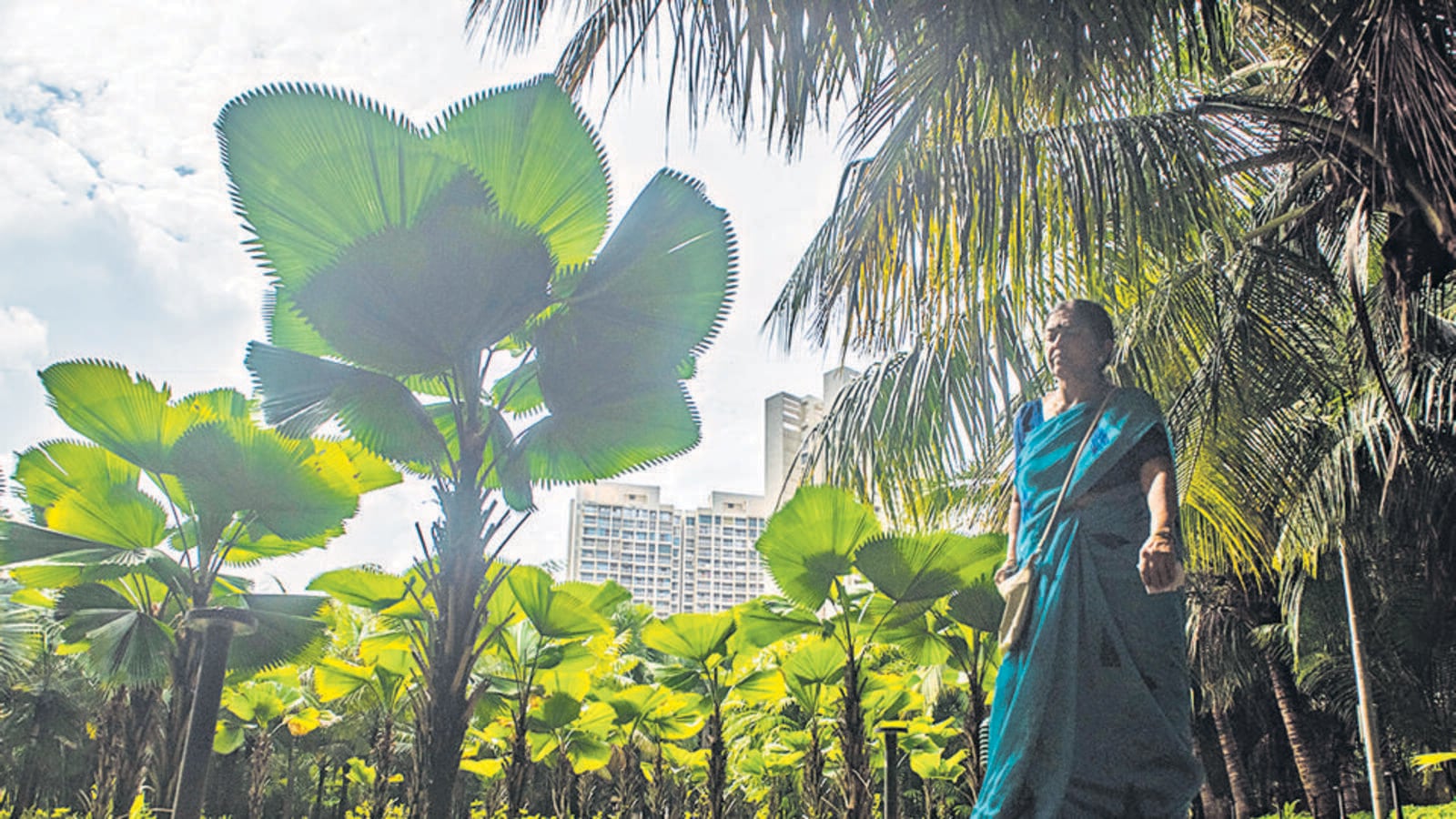 800 trees, 18 species of palm in the middle of a busy locality | Mumbai ...