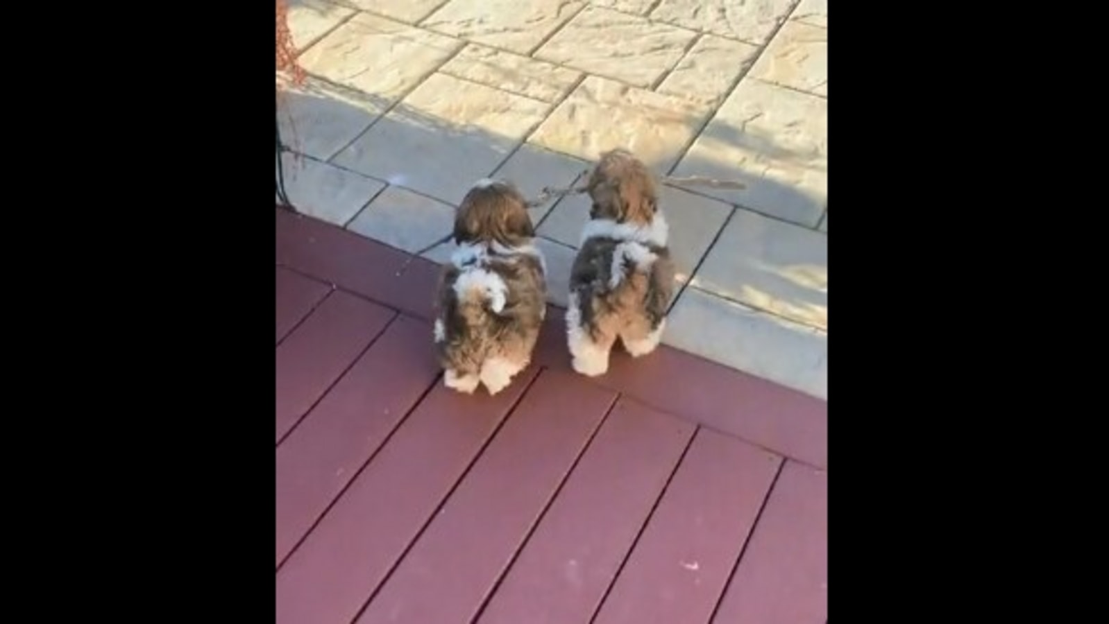 Two dogs walk in perfect synchronisation while holding a stick. Watch ...