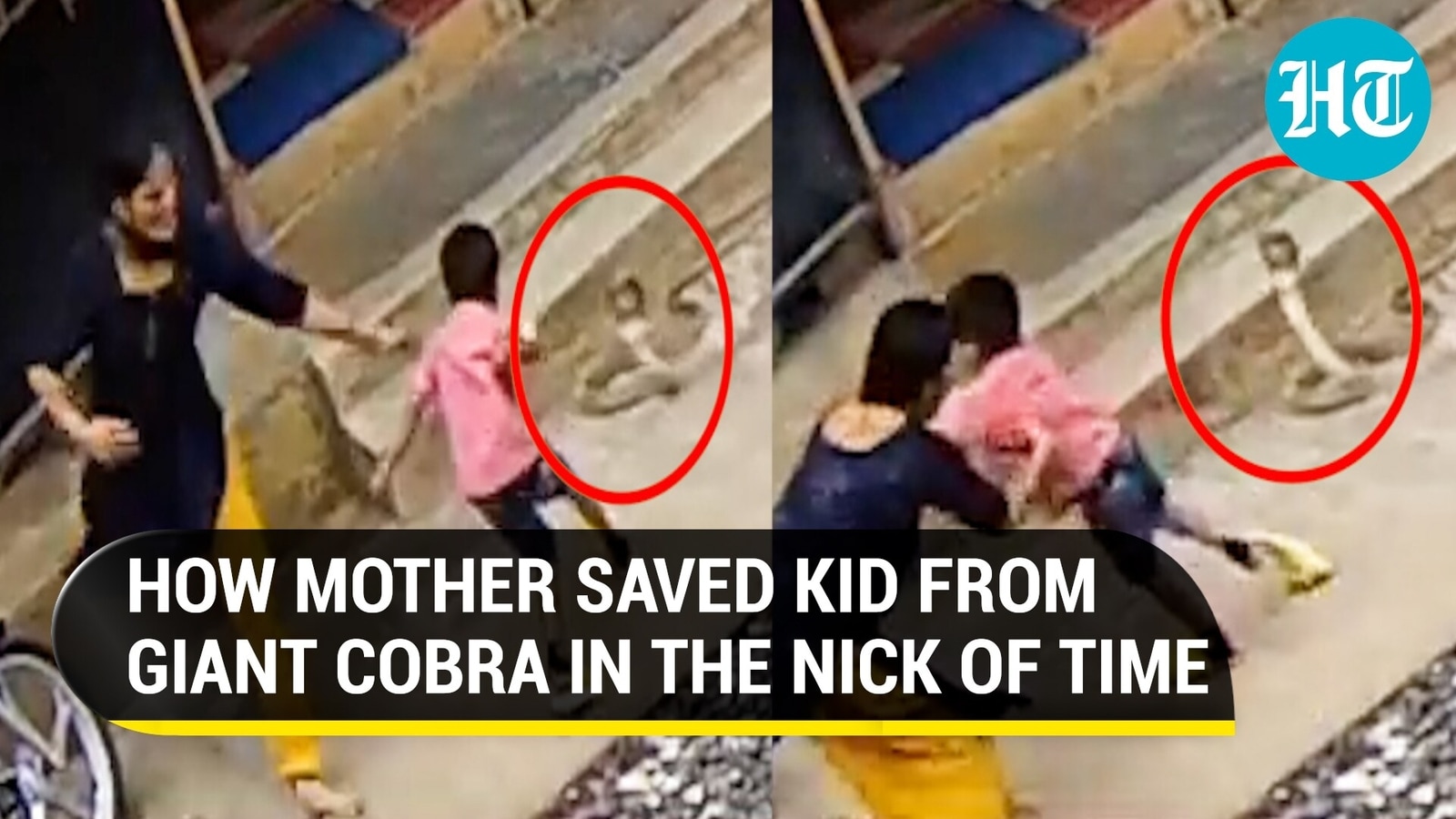Mother saves child from giant Cobra looming around the home | Watch ...
