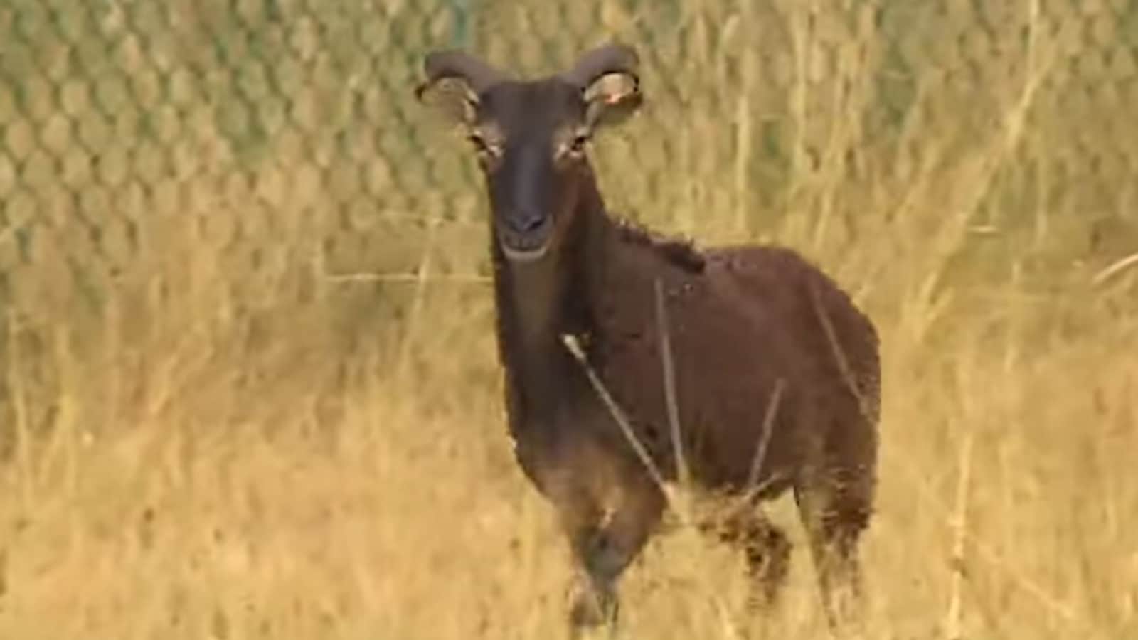 Lost ram finds new home at a fire station, stays there as therapy ...