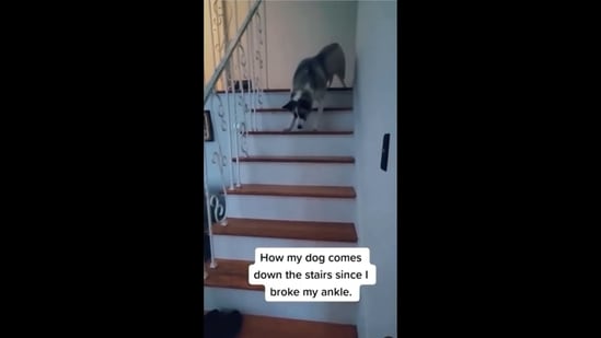 Dog imitates injured owner out of sympathy while coming down the stairs ...