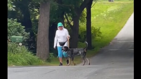 Dog waits every morning to join neighbour in her leisurely walks. Watch ...