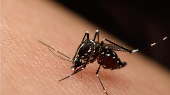 ₹52K collected in fines from mosquito breeding spots in August :PMC ...